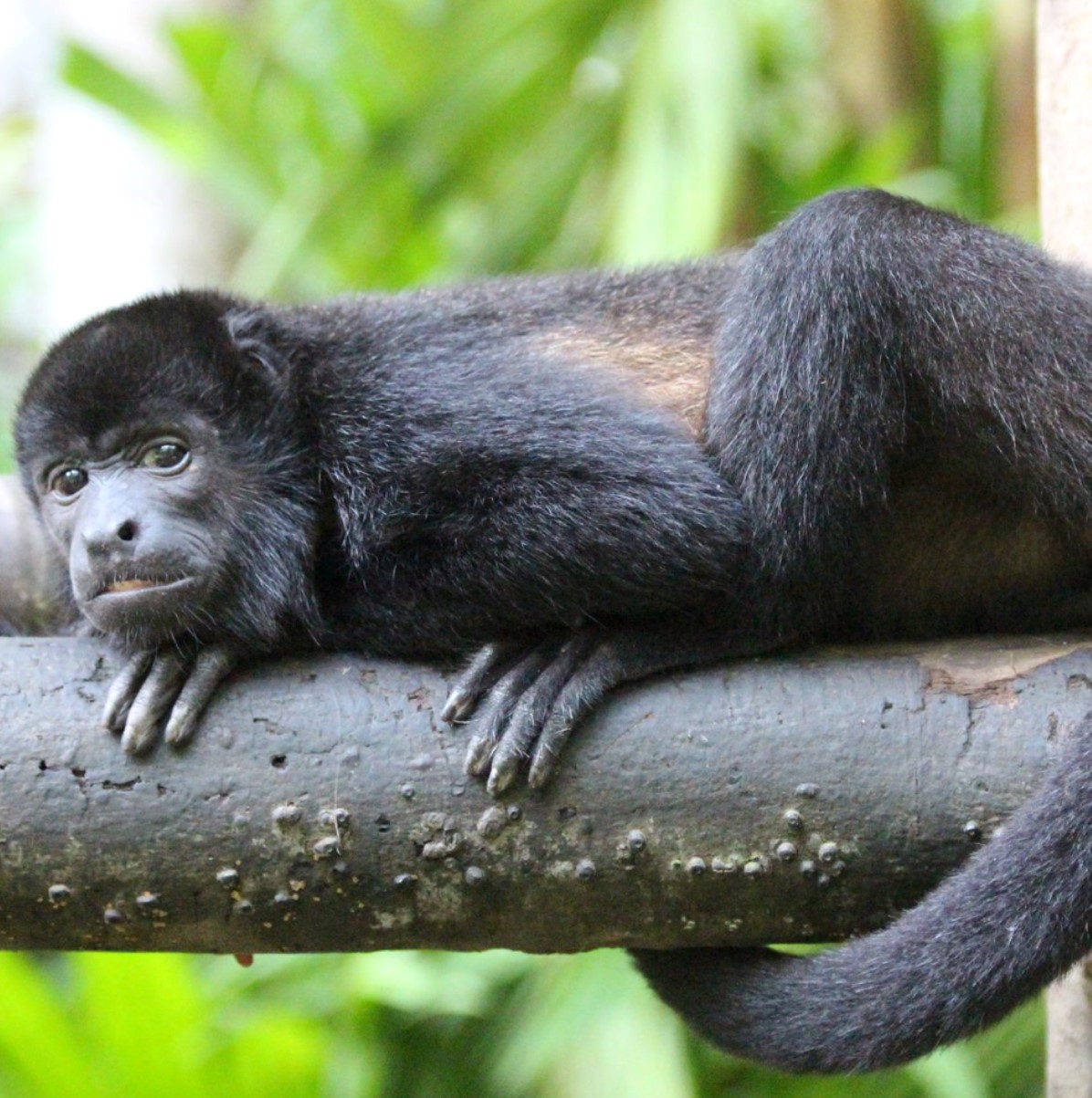 Panzon – Osa Wildlife Sanctuary